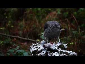 Master of the Forest: Goshawk’s Powerful Feast