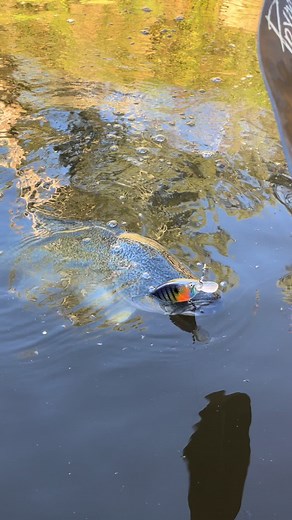 2 big cod in one day yesty#australian #fyp #aussienativefish #australianfishing #australiannativespecies #murraycodfishingaustralia #nativespecies #australia #fishing #murraycod #murraycodlures #murraycodfishing #australiannativespecies #murraycodfishingaustralia #lurefishing #goodoo #like #follow #blowthisup