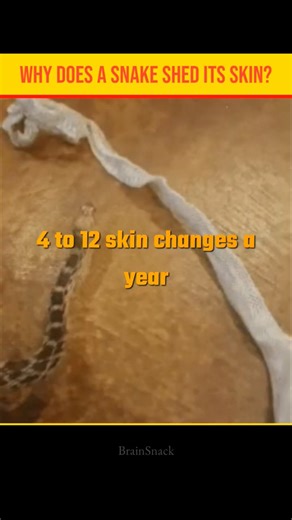 Why Do Snakes Change Their Skin 4-12 Times a Year? 🐍 | BrainSnack