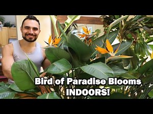 My Bird of Paradise is blooming IN MY HOUSE