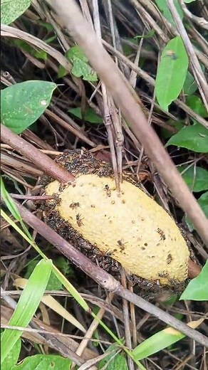 20 Days Wild Bee Harvesting | Fresh Honeycomb & Natural Honey | Wild Bee Hive From My Farm
