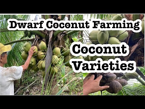 The Different Coconut Varieties: Dwarf, Tall and Hybrid Coconut Trees