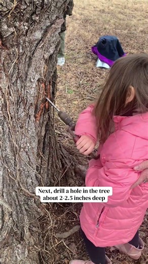 MAPLE SYRUP TAPPING🥞🪾