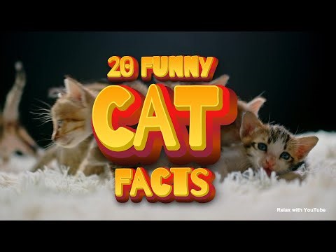 20 funny cat facts