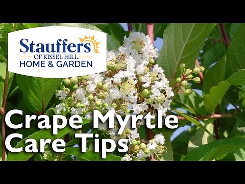 Crape Myrtle Care Tips