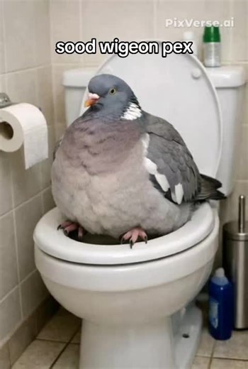 Fat Wood Pigeon Struggles to Fly