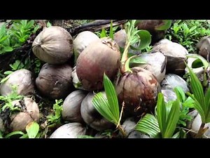 How to Sprout Your Own Coconuts