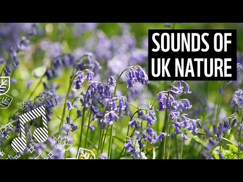 UK Nature Sounds | Bird Song in the Forest | Mediation Sounds | WWF