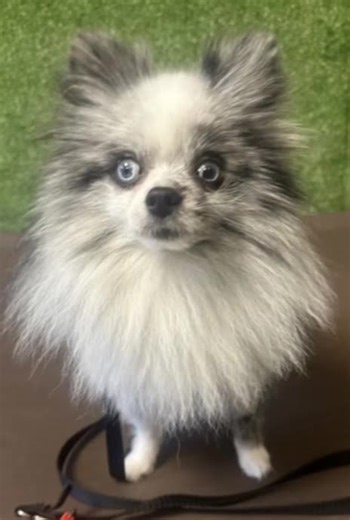Azure the pom