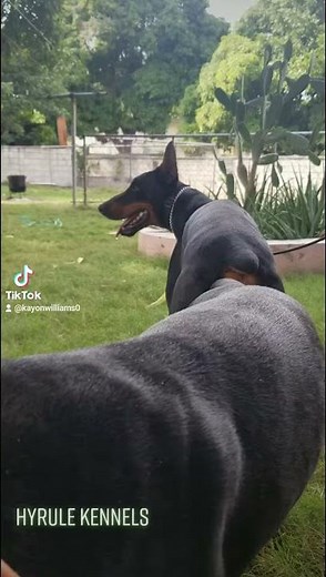 doberman mating. tie