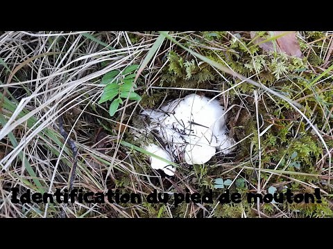Identification du pied de mouton!