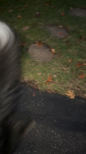 When it’s still completely dark out for our 6 am walk and Gus is READY to roll #bernese #dogwalk #bernesemountaindog | Walt and Gus The Bernese Mountain Dogs