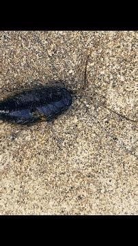 "Baby Cockroach Live 🪳 | 2-Min Nature Video | Anyfacthub Shorts"