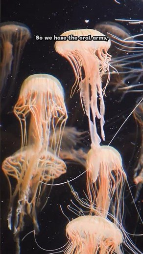 Japanese Sea Nettles with Elsie Otter