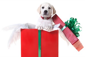 Giving Pets As Gifts: Grand Gesture or Recipe For Disaster?