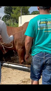 34K views · 408 reactions | Sapi raksasa masuk pasar #sapi #cow #bull | Revan Dolan Kandang | Facebook