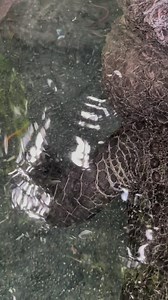 38K views · 1.4K reactions | Check out this brahminy blind snake that...