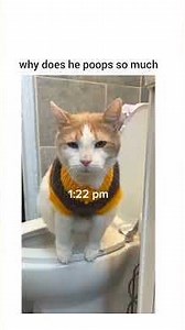 Are cats supposed to poop this much? 5 times a day? Is this normal?(cr/tt/limpythecat)