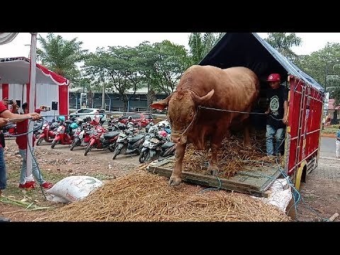Proses Menurunkan Sapi Terbesar Di Indonesia Dari Truk Kontes Sapi Karawang 2019 Sapi Bima Sakti