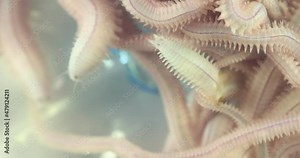 Sand Worm (Perinereis sp.) is the same species as sea worms (Polychaete), Living in a beach area with relatively shallow water levels for education in laboratory.