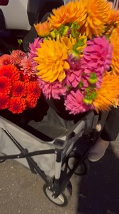 27K views · 607 reactions | Heres a little bit of a peek a boo behind the gates bright and early at the Melbourne International Flower & Garden Show. Always a real joy to put the spotlight on what goes into making anything come to life be that a flower and garden show, a story for Gardening Australia or any other event or project that takes time, care, vision and hard work to bring to life | Costa Georgiadis Official | Facebook