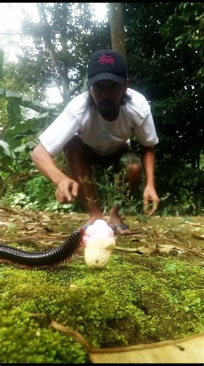 beautiful big millipedes #cuteanimals #rareanimals #uniqueanimals #mrowl