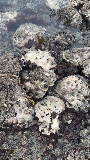 Mark De Jose on Instagram: "Cooked oysters do tend to have more flavor than raw - raw tastes like seawater with nuances of the specific type (some are creamy, some are mineraly, some are more salty, etc). But even cooked, they shouldn't taste unpleasant or fishy."