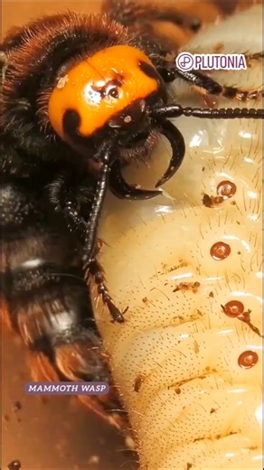 This wasp lays an egg inside a larva… while it’s still alive #insects #wildlife #mammothwasp