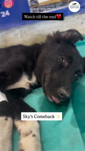 UPDATE* Sky had a brain injury but with love, care, & treatment he's all better now. ❤️