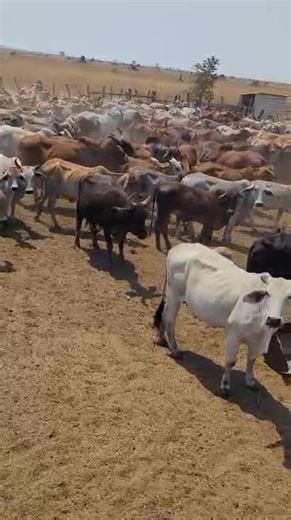 Hats off to the Southern province's cattle kingpin, Mule power 💪, this one is on track to be unmatched in the region. In the next five years from now, you will surely all come to agree to this. Mule farms👑💐💐💐 | Banakaila Cattle Farmers