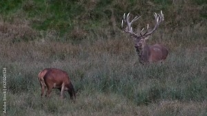 Red deer (Cervus elaphus) stag trying to impress hind in grassland during the rut in autumn