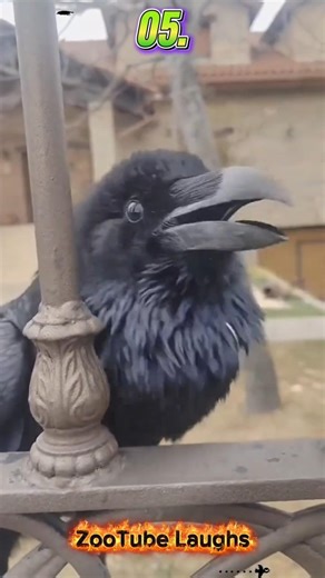 Crow That Talks Like Humans 🐦🗣️ | You Won’t Believe This! #shortfeed #top10 #funny