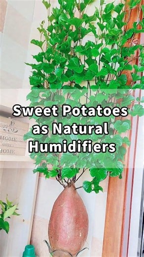 Sweet Potatoes as Natural Humidifiers 🌿💧 🌱 Don’t toss those leftover sweet potatoes—grow them in water! 💦 They evaporate up to half a bottle of water a day, boosting indoor humidity 🪴 Acts as both a decorative plant and natural humidifier 🛒 Just grab 2 sweet potatoes—any size works fine 🌡️ Place in a container, mist, and set in a warm spot 🌿 In days, they’ll sprout green shoots and leaves 🎍 Adds vibrant life to your home—perfect for winter 🪟 Looks great on your coffee table and lifts t
