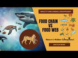 Food Chain And Food Web | What Happens When One Species Disappears? | Food Web Science
