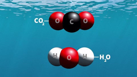 Ocean acidification