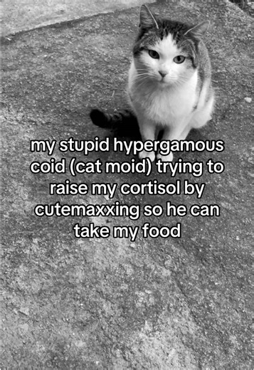 Videoclipuri postate de igrapemoids (@igrapemoids) cu wish we could go back - forlorn