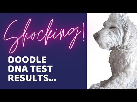 A Doodle's Shocking Dog DNA Test Results from Embark AND Wisdom Panel...Scammed by a Doodle Breeder
