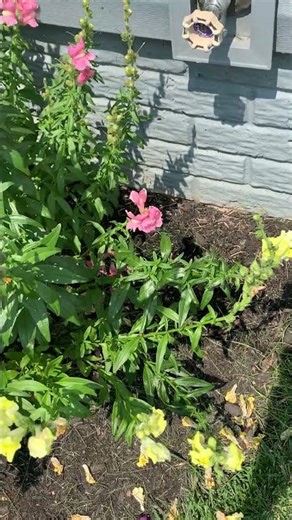 3 Reasons to Grow Snapdragons! #flowers #garden