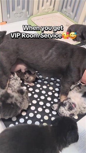 VIP Room Service: Frenchie Puppies Enjoy Milk Time! 🍼🐾