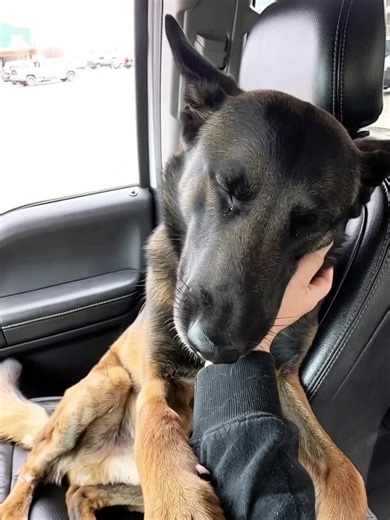 This dog was in the shelter for 173 days, This is his first ride home 😍 don't scroll without giving them some love!❤ | Nature Heaven