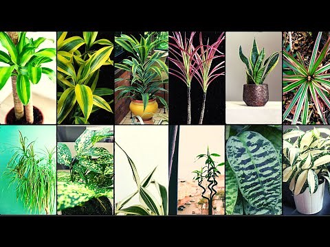 DRACAENA VARIETIES - Plants Weekly