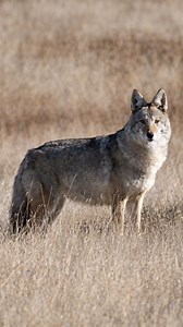 ICOtec | Diligent Defense Co. | ATN | TideWe | Wilson Combat | Lehigh Defense, LLC #vaportrail #coyote #fbreels #facebookreelsviral #reelsvideo #reelsfacebook #epic #animals #Amazing #wildlifephotography #trendingreelsvideo #trendingnow | Josh Shepherd