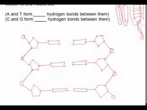 DNA Structure (IB Biology SL)
