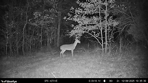 Kisatchie Monsters Prowling Tonight #WiseEye #rookemjuice #GetYourSniffOn #mockscrape #whitetaildeerhunting | Old Indian Tricks, LLC