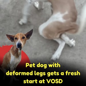 153K views · 18K reactions | MEET A VOSD DOG - PET DOG WITH DEFORMED...
