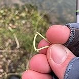 RIO PRODUCTS Elite Gold Fly Line, Easy to Cast Flies from Size 2 to 22, Ultimate All-Around Fly Line with Ultra-Slick Performance