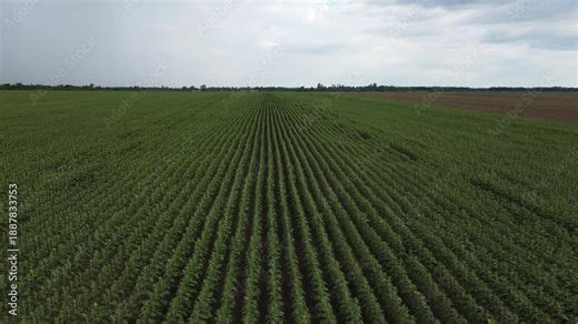 Overcast drone view of green crops and brown field. Suitable for themes of agriculture, land use, and changing weather conditions.