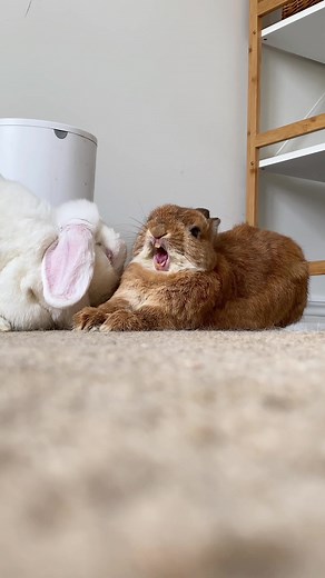 everybunny scream 😂 #bunny #petsoftiktok #squirrelsinmypants