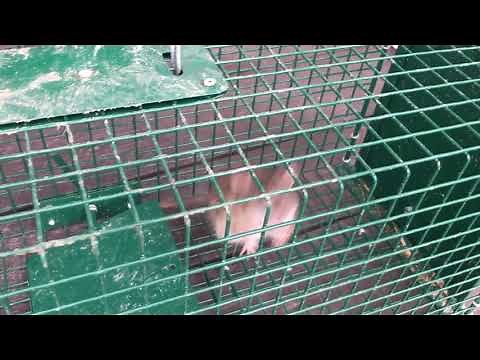 Rat Screaming and try to attack