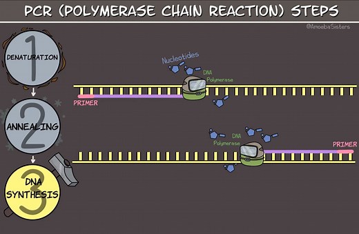 A brand new GIF from our latest PCR video (https://youtu.be/a5jmdh9AnS4)! Find all our #science GIFs on our website: https://www.amoebasisters.com/gifs.html | The Amoeba Sisters